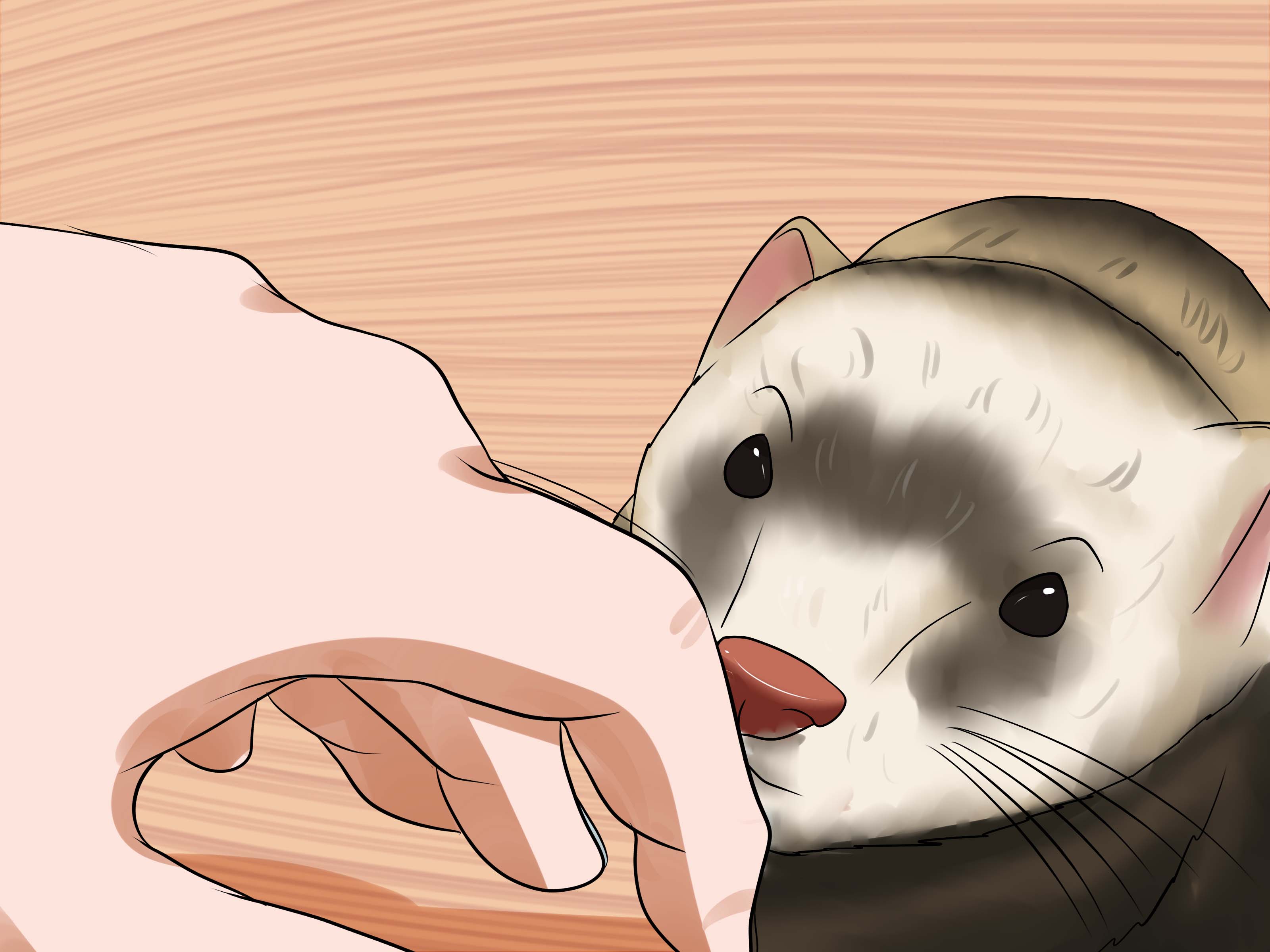 How to Teach a Ferret Not to Bite: A 10-Step Guide (with Illustrations)