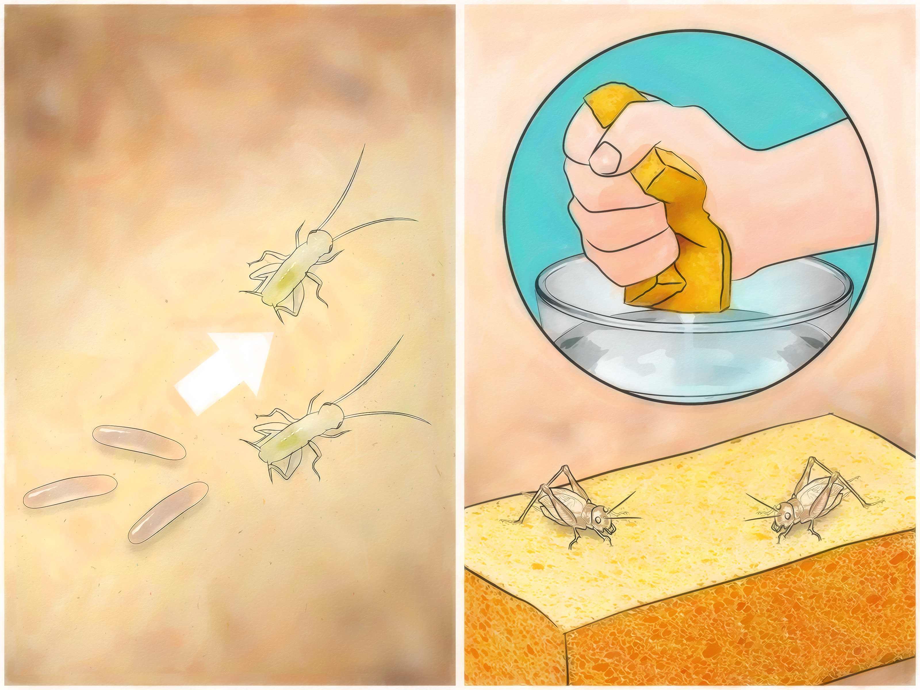 How to Properly Feed Crickets to Your Pet Reptile: A Step-by-Step Guide ...