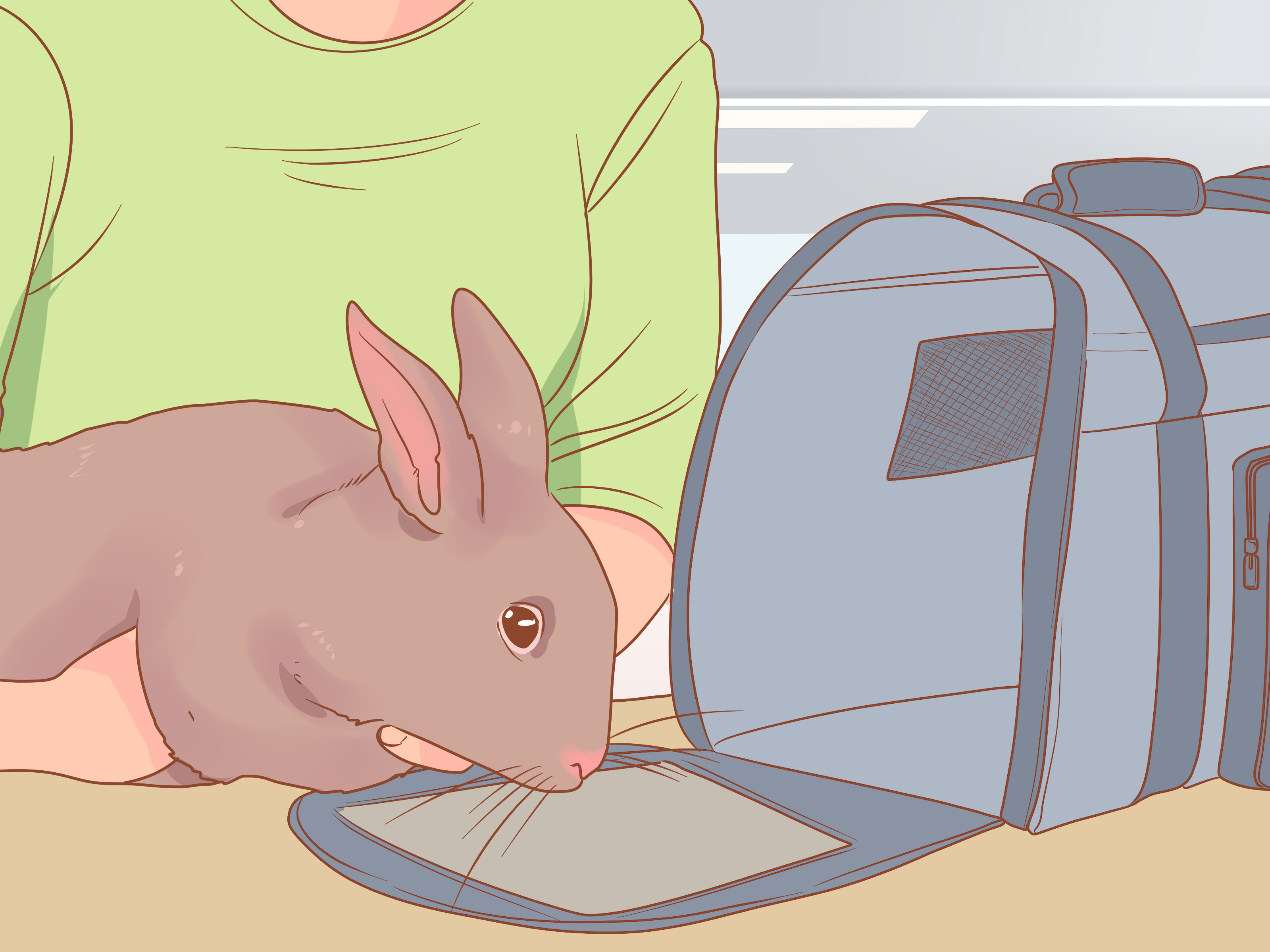 Tips for Participating in Rabbit Shows (with Illustrations) - Mytour