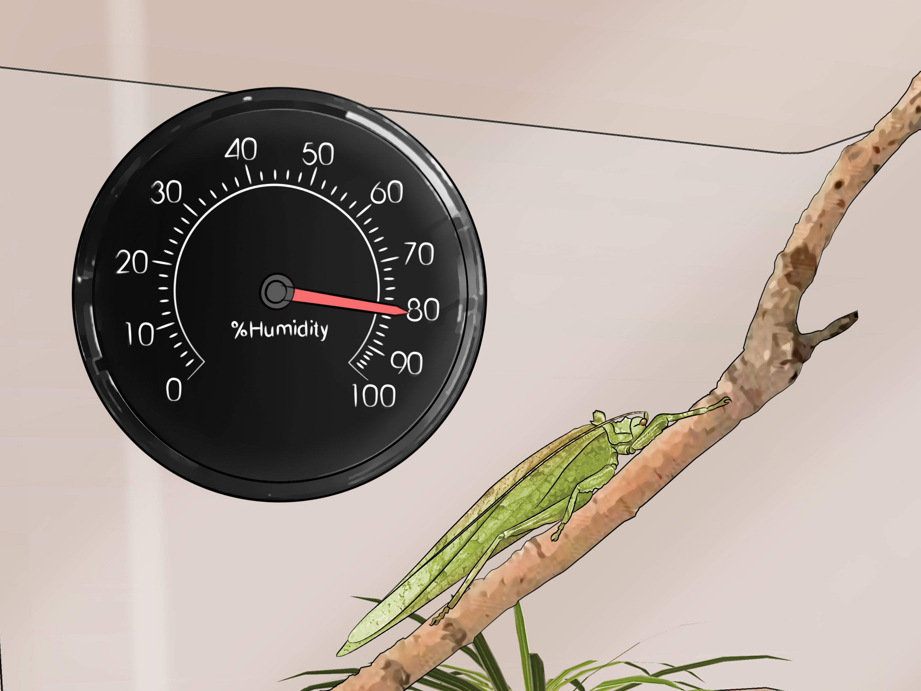 Caring for a Katydid Insect: 3 Helpful Tips - Mytour
