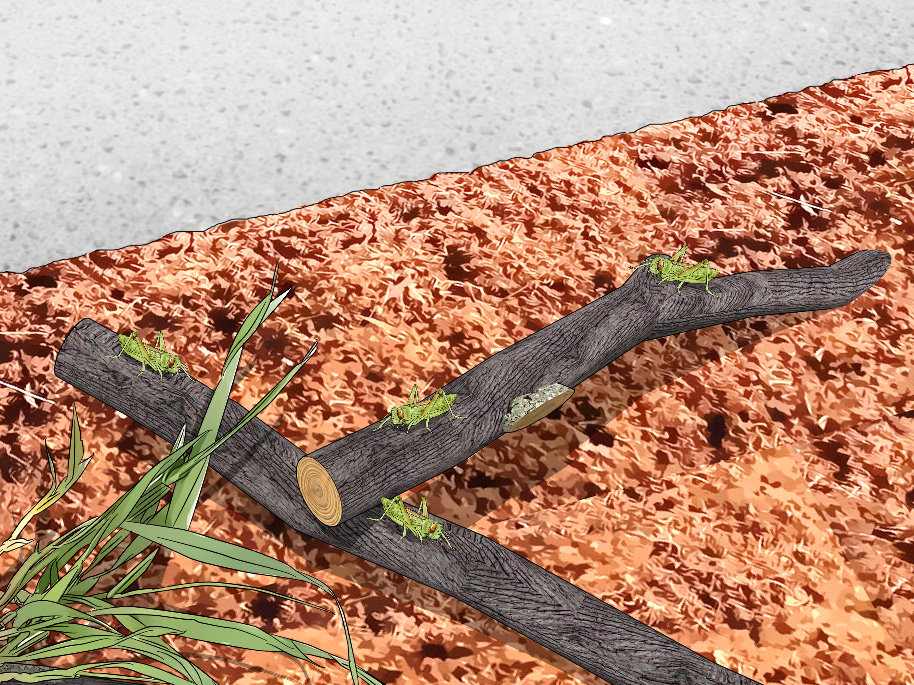 How to Successfully Breed Grasshoppers: A Comprehensive Guide - Mytour