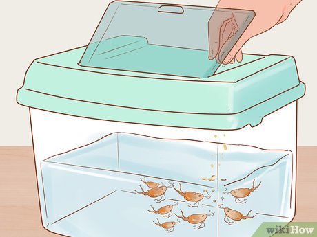 Steps to Hatch Triops: A Visual Guide - Mytour