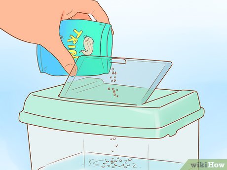 Steps to Hatch Triops: A Visual Guide - Mytour