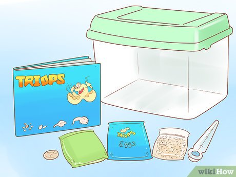 Steps to Hatch Triops: A Visual Guide - Mytour