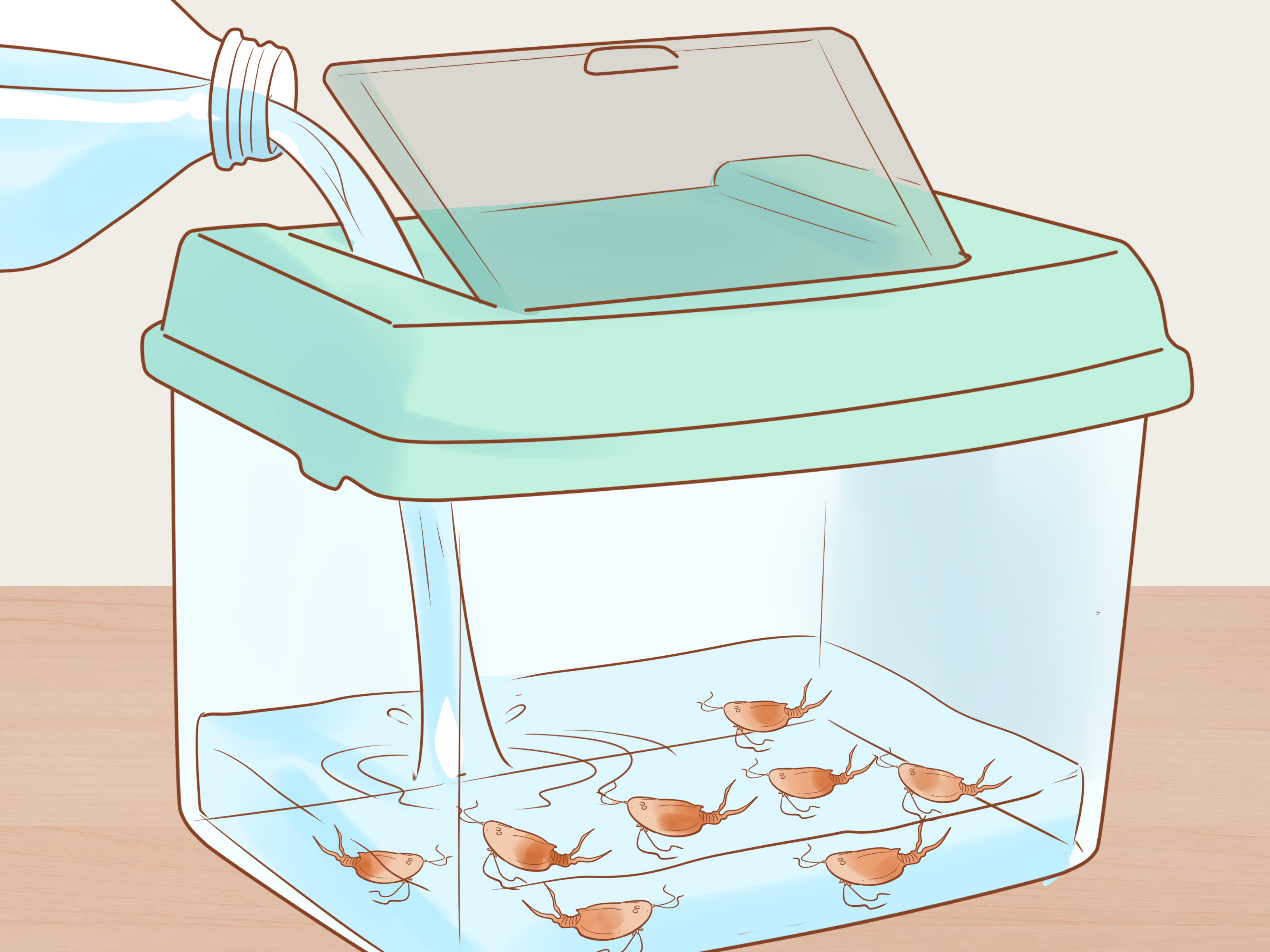Steps to Hatch Triops: A Visual Guide - Mytour