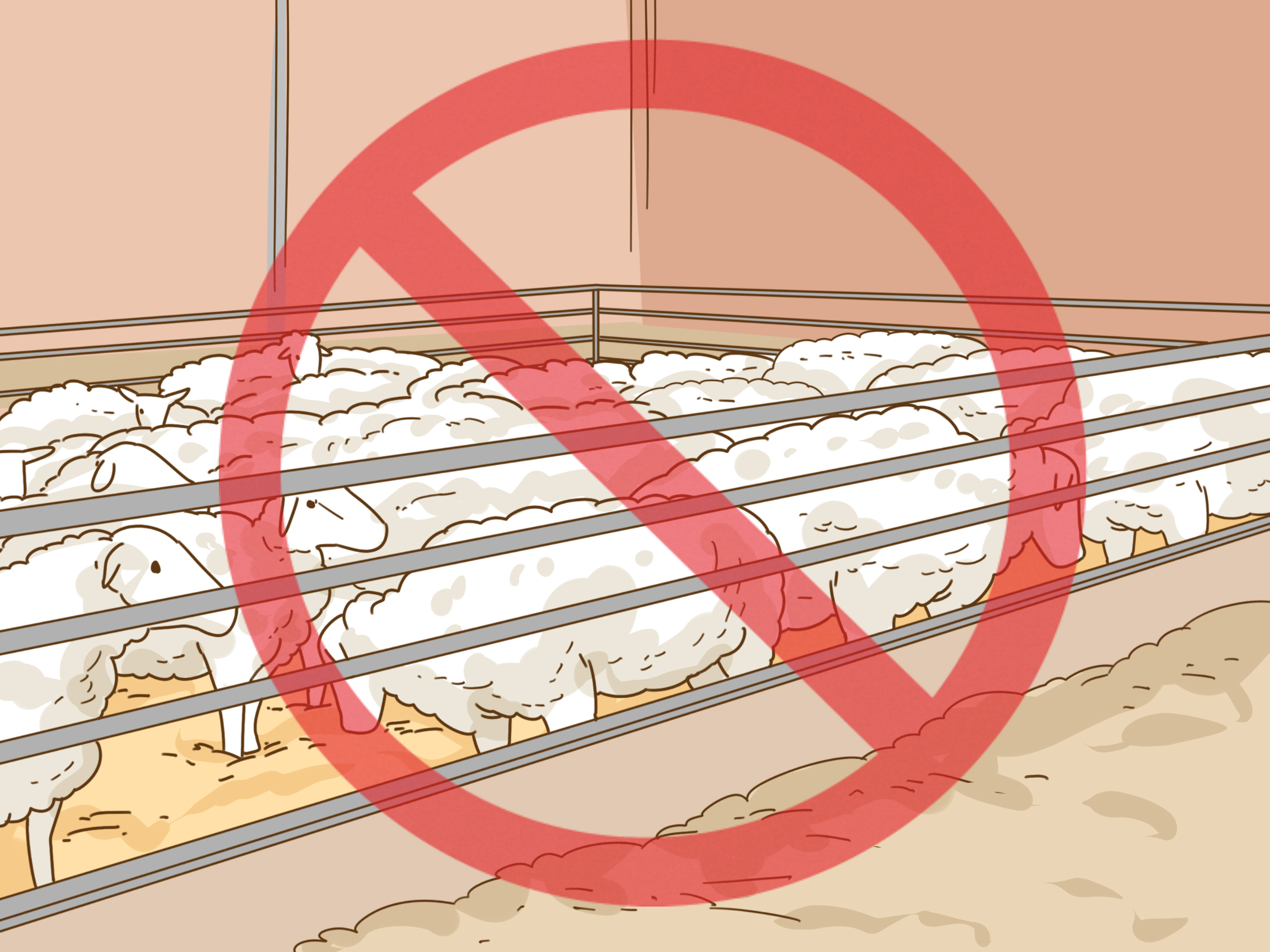 How to Nurse a Sheep with Pneumonia Back to Health - Mytour