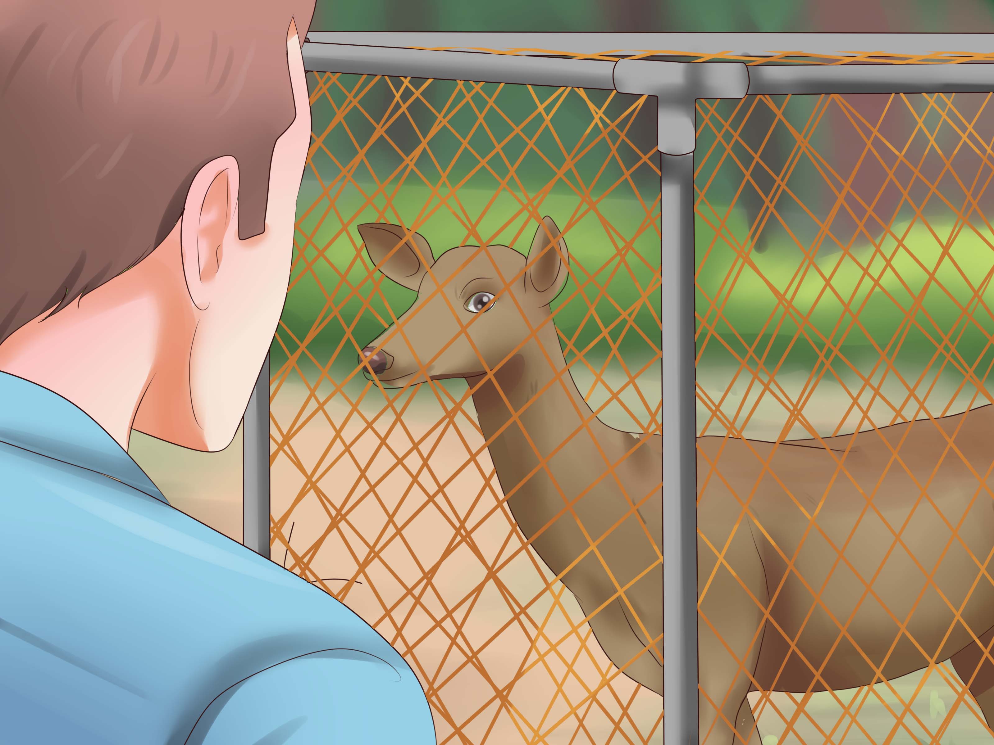 3 Methods for Capturing Deer - Mytour