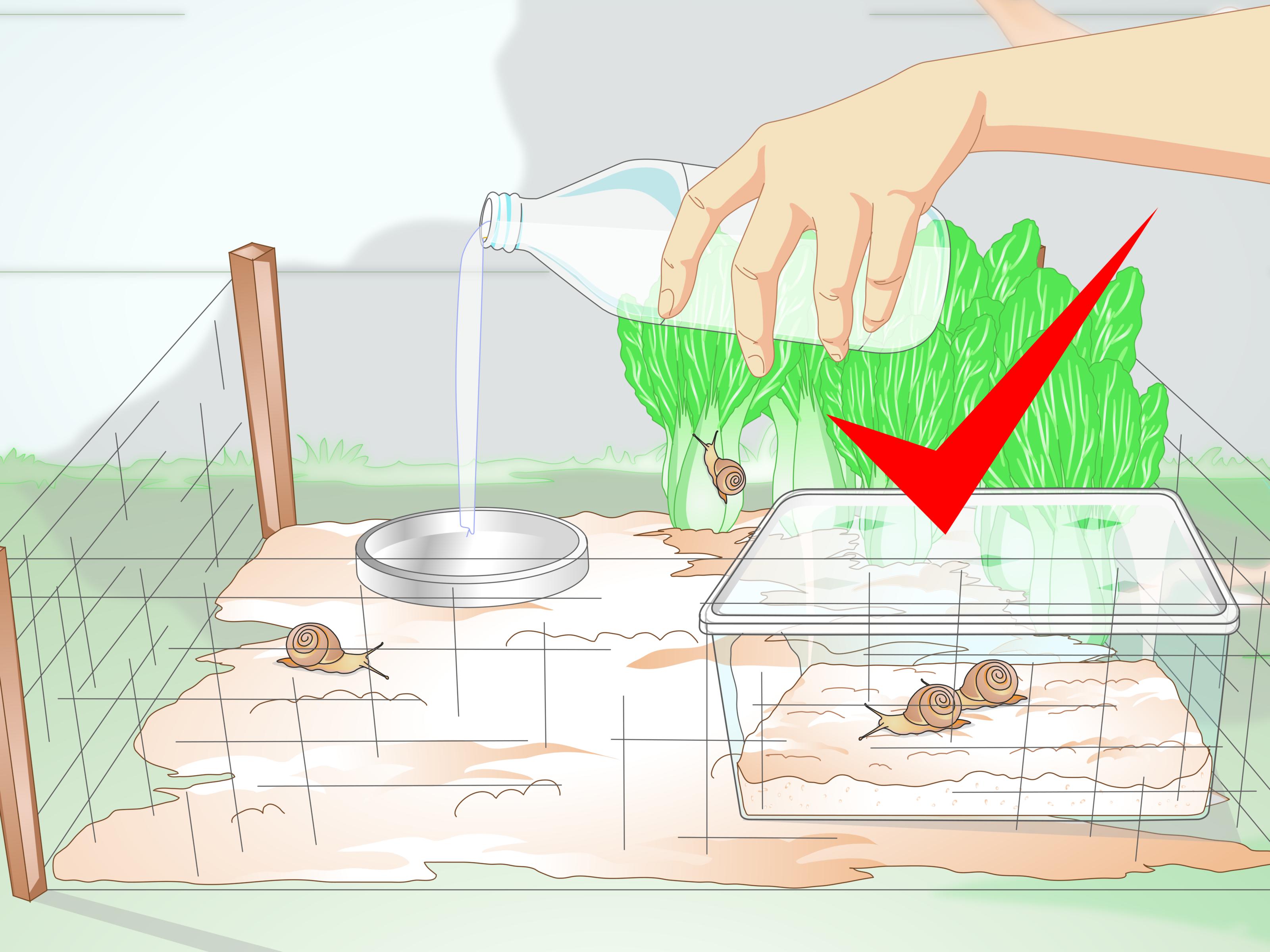 How to Construct a Snail Habitat (with Images) - Mytour