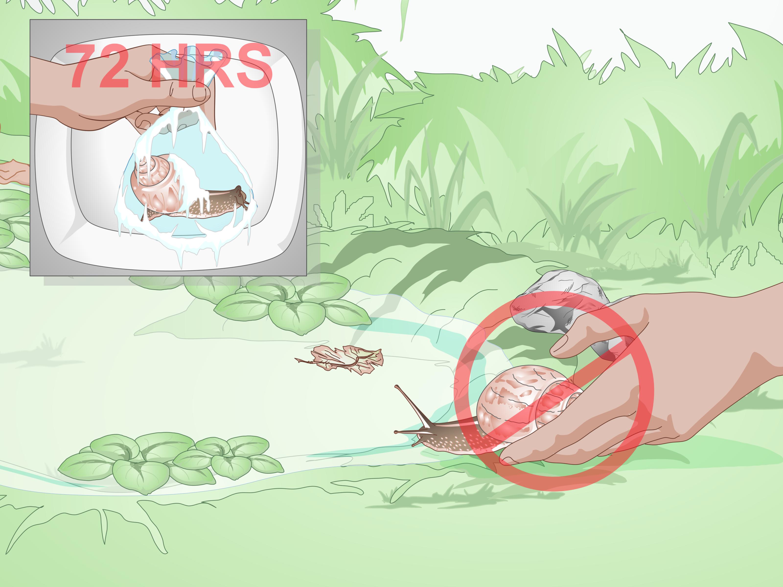 3 Effective Ways to Care for a Freshwater Snail - Mytour