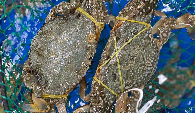 Cách phân biệt 5 loại ghẹ phổ biến nhất - Cách chọn mua ghẹ ngon