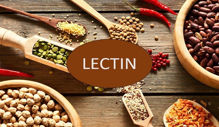 Lectins là gì? Các thực phẩm giàu Lectin bạn cần biết