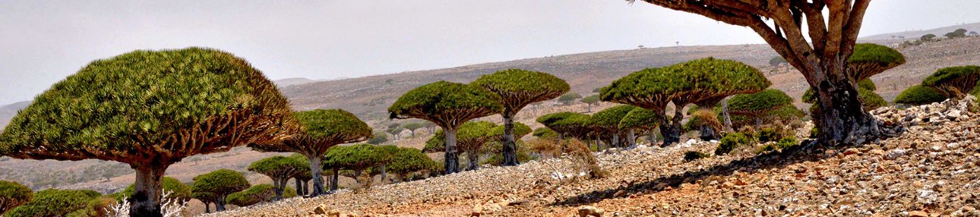 Đảo Socotra Yemen, nơi khung cảnh tự nhiên giống như từ một thế giới khác