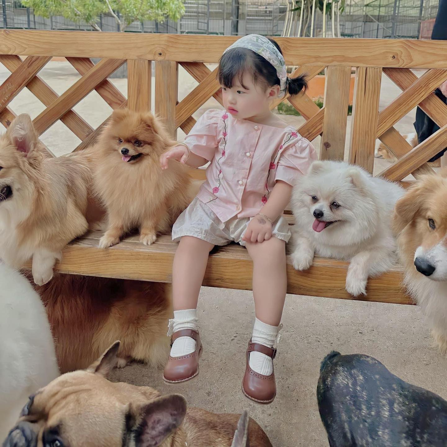 Nông trại cún Puppy Farm Đà Lạt mang lại trải nghiệm du lịch độc đáo từ ...