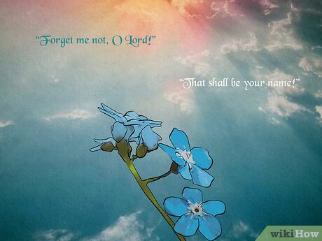 Ý nghĩa của hoa Forget-Me-Not: Tượng trưng và Truyền thuyết
