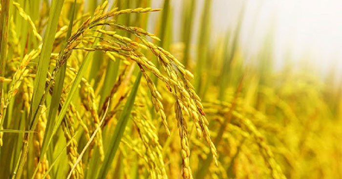 TOP 4 Mẫu Dàn Ý Miêu Tả Cánh Đồng Lúa Chín - Bài Tập Làm Văn Lớp 5