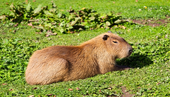 [ToMo] 10 Sự Thật Thú Vị Về Capybara - Loài Gặm Nhấm Lớn Nhất Thế Giới ...