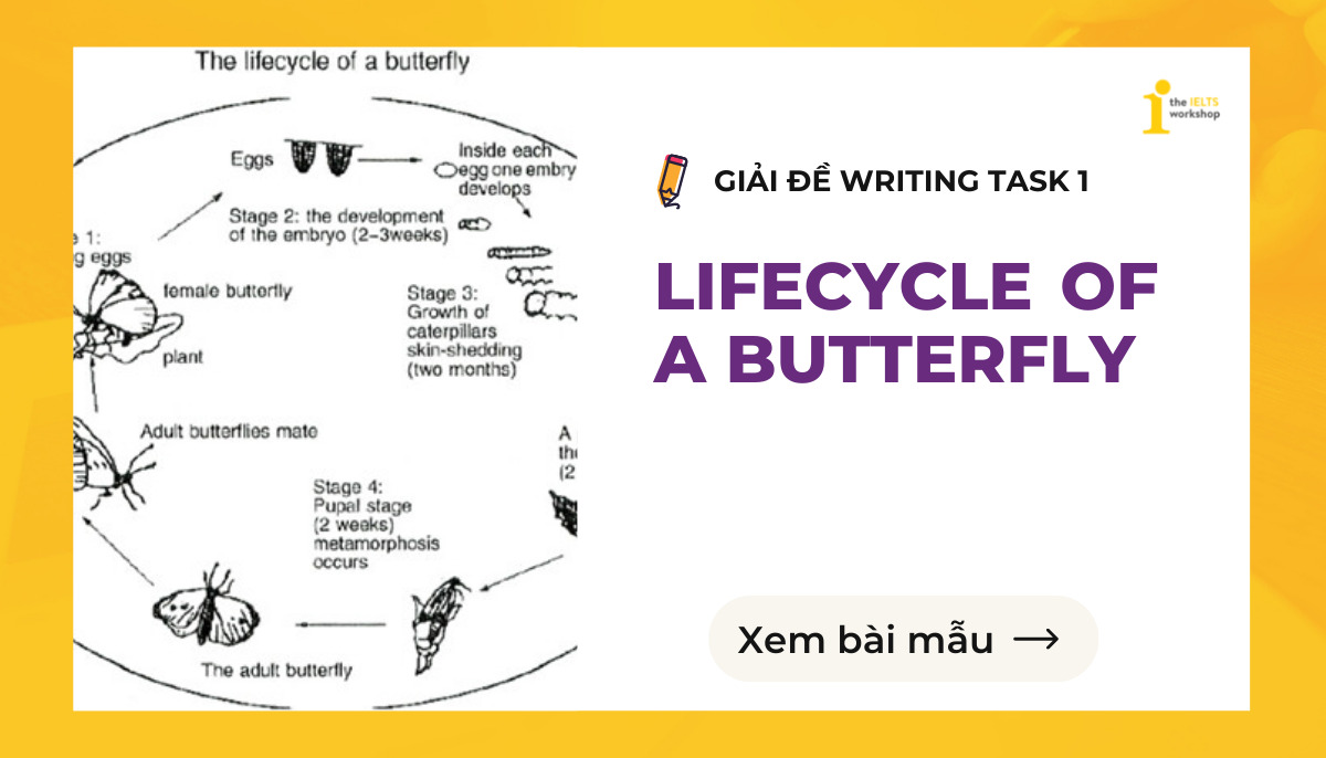 Sample Article: Life cycle of a Butterfly IELTS Writing task 1
