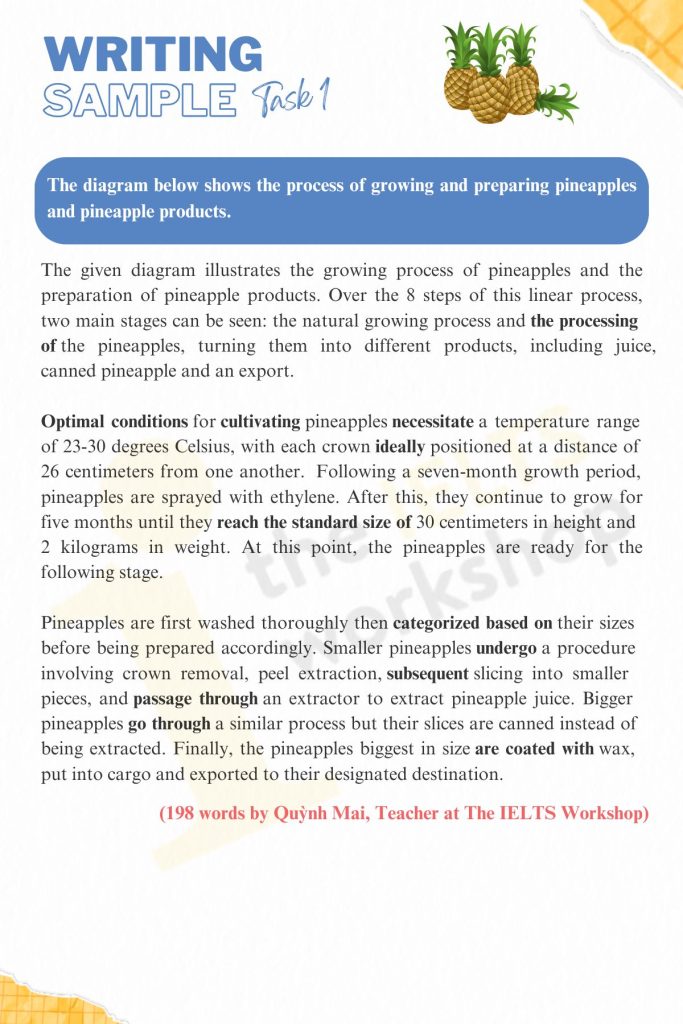 Giải đề Quy trình trồng và chuẩn bị sản phẩm dứa IELTS Writing task 1