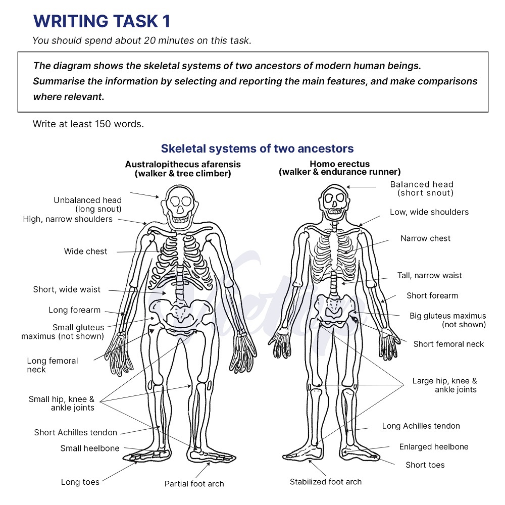 IELTS Writing practice examination: Skeletal Frameworks Of Two Predecessors