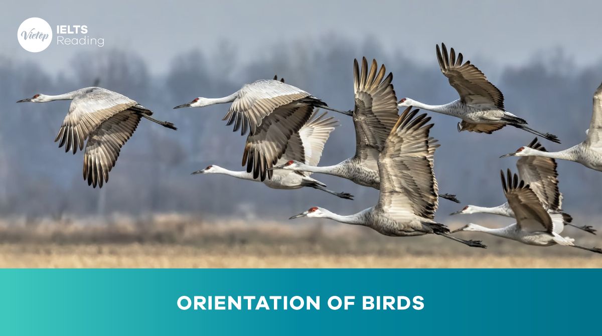 Observing Birds: Navigation Insights - Mytour
