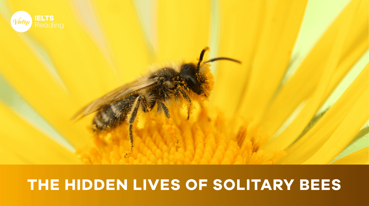Reading Exercise: The secret lives of solitary bees - Mytour