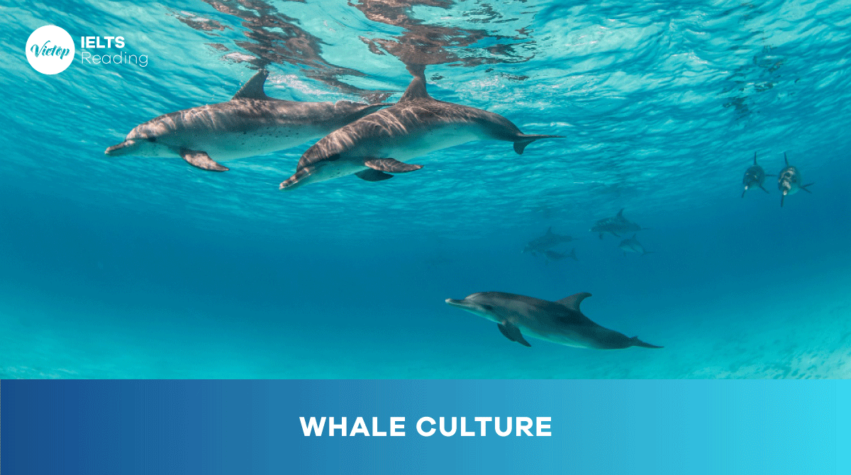 Reading Exercise: Whale Behavior - Mytour