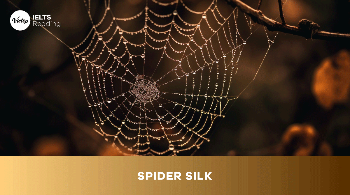 Reading Practice: Spider silk - Mytour
