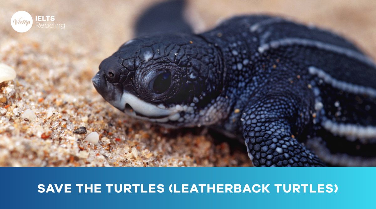 Reading Exercise: Protecting Sea Turtles (Leatherback turtles) - Mytour