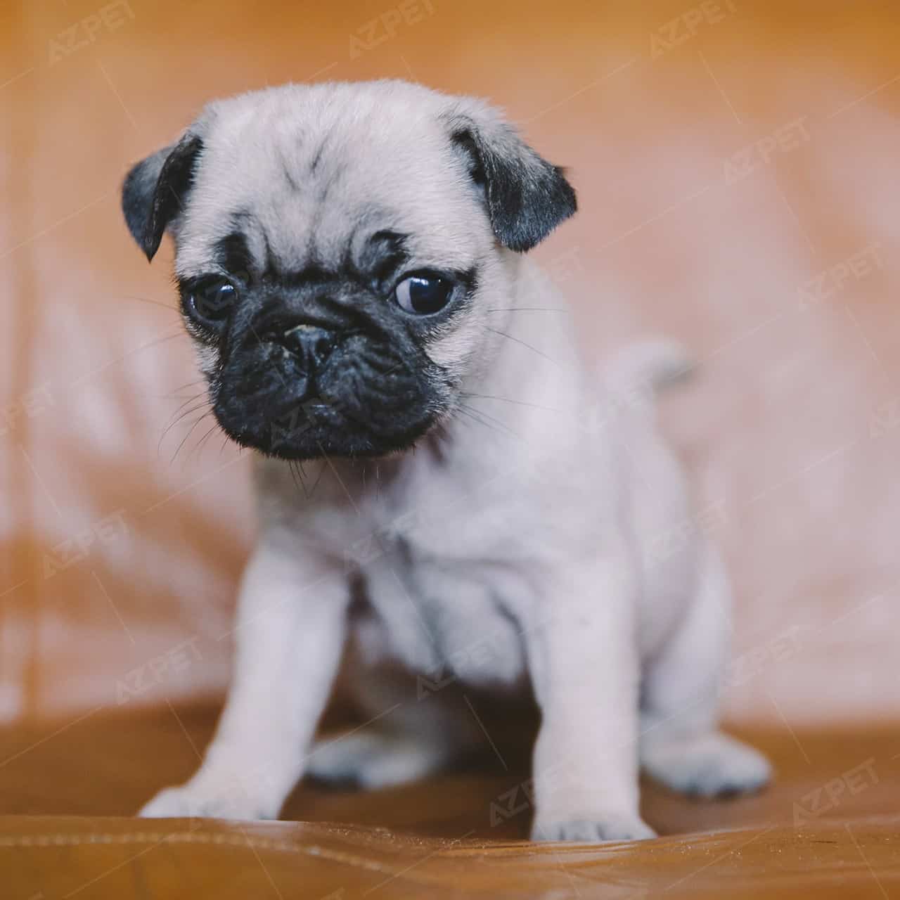 Top 5 Địa điểm mua chó Pug chất lượng tại Hà Nội - Mytour.vn | Mytour