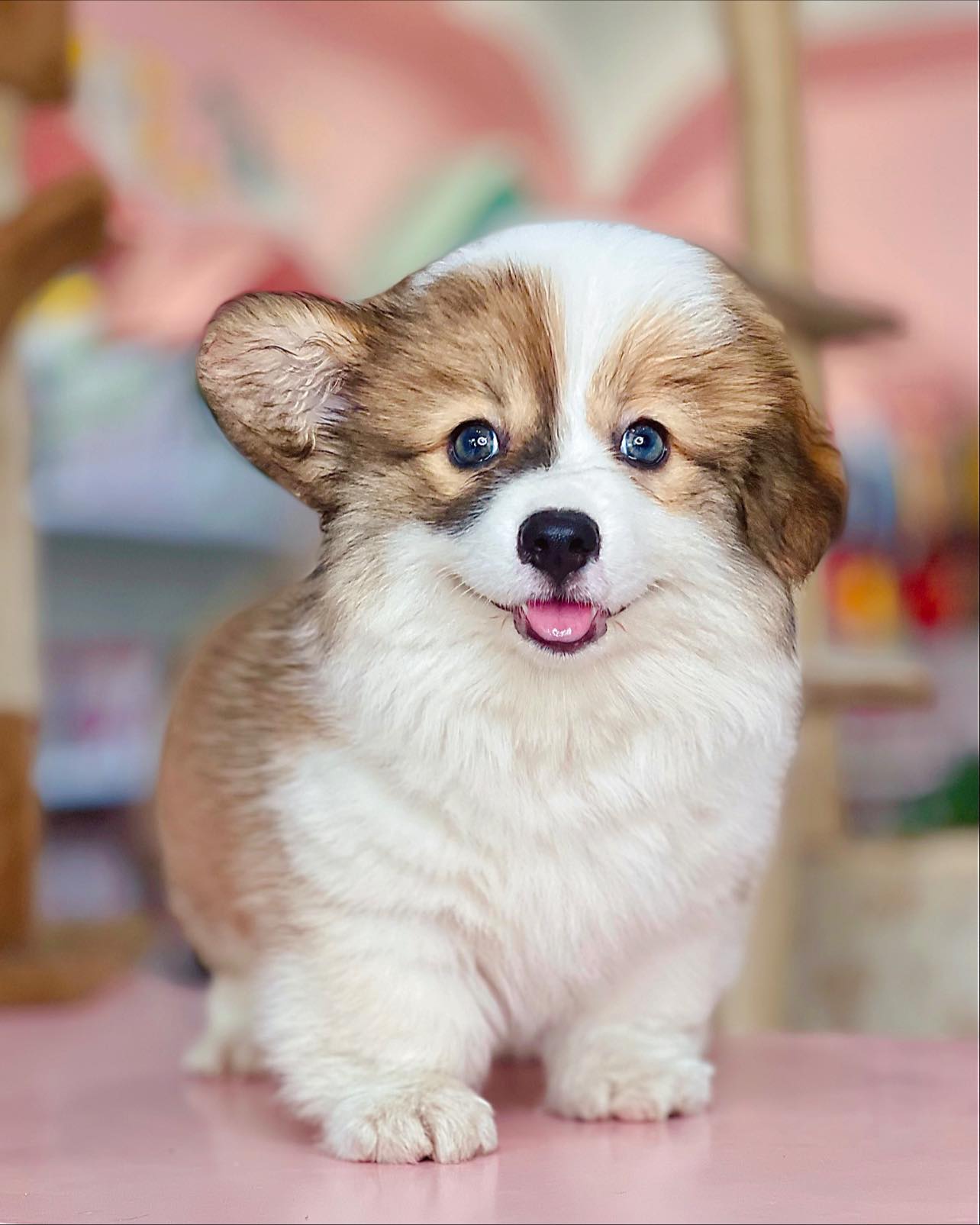 6 Địa điểm mua chó Corgi chất lượng nhất tại Hà Nội - Mytour.vn | Mytour