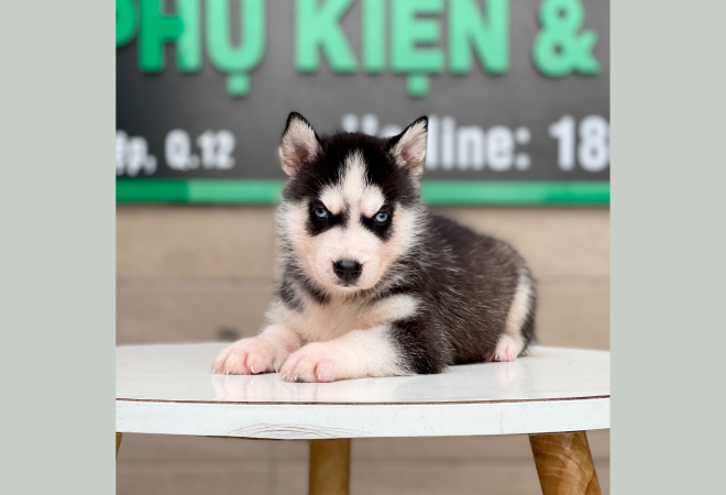 Top 8 địa chỉ mua chó Husky uy tín tại Việt Nam - Mytour.vn