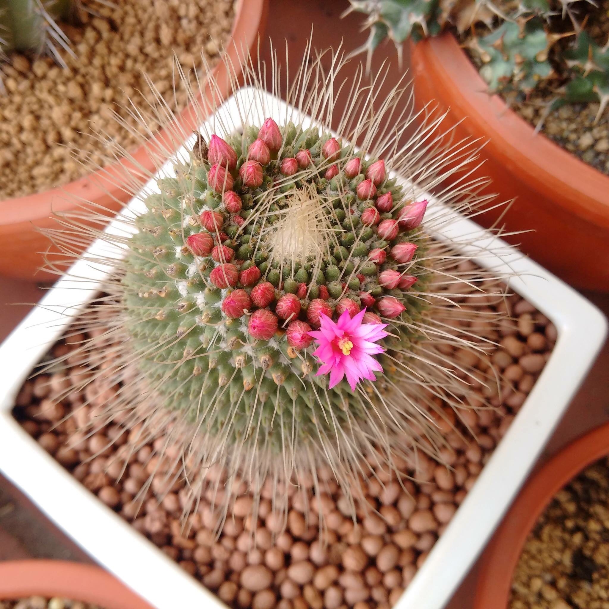 5 Loại Viên Đất Nung Tốt Nhất Hiện Nay - Mytour.vn | Mytour