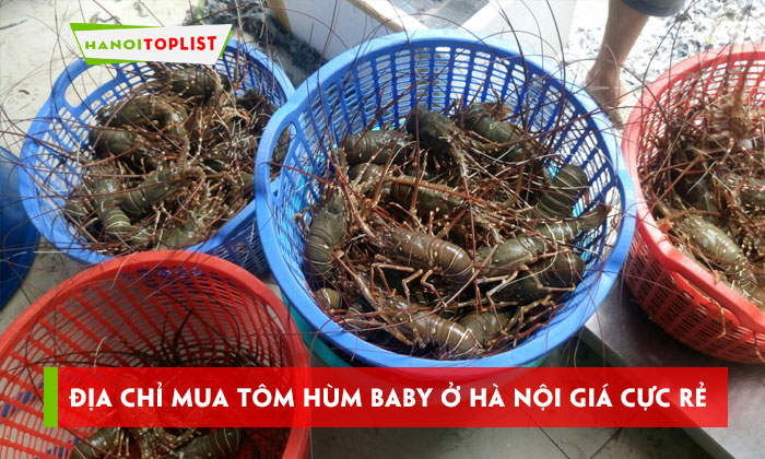 Mua tôm hùm baby tại Hà Nội | TOP 10+ Địa chỉ với giá cực kỳ ưu đãi