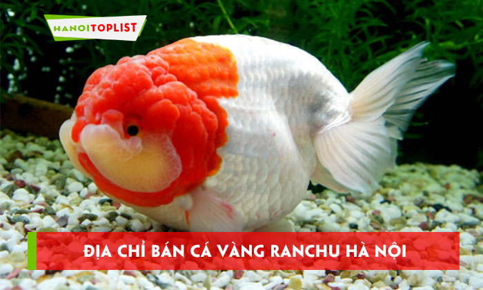 Top 5+ địa chỉ mua cá vàng Ranchu Hà Nội đẹp và giá tốt nhất | Mytour
