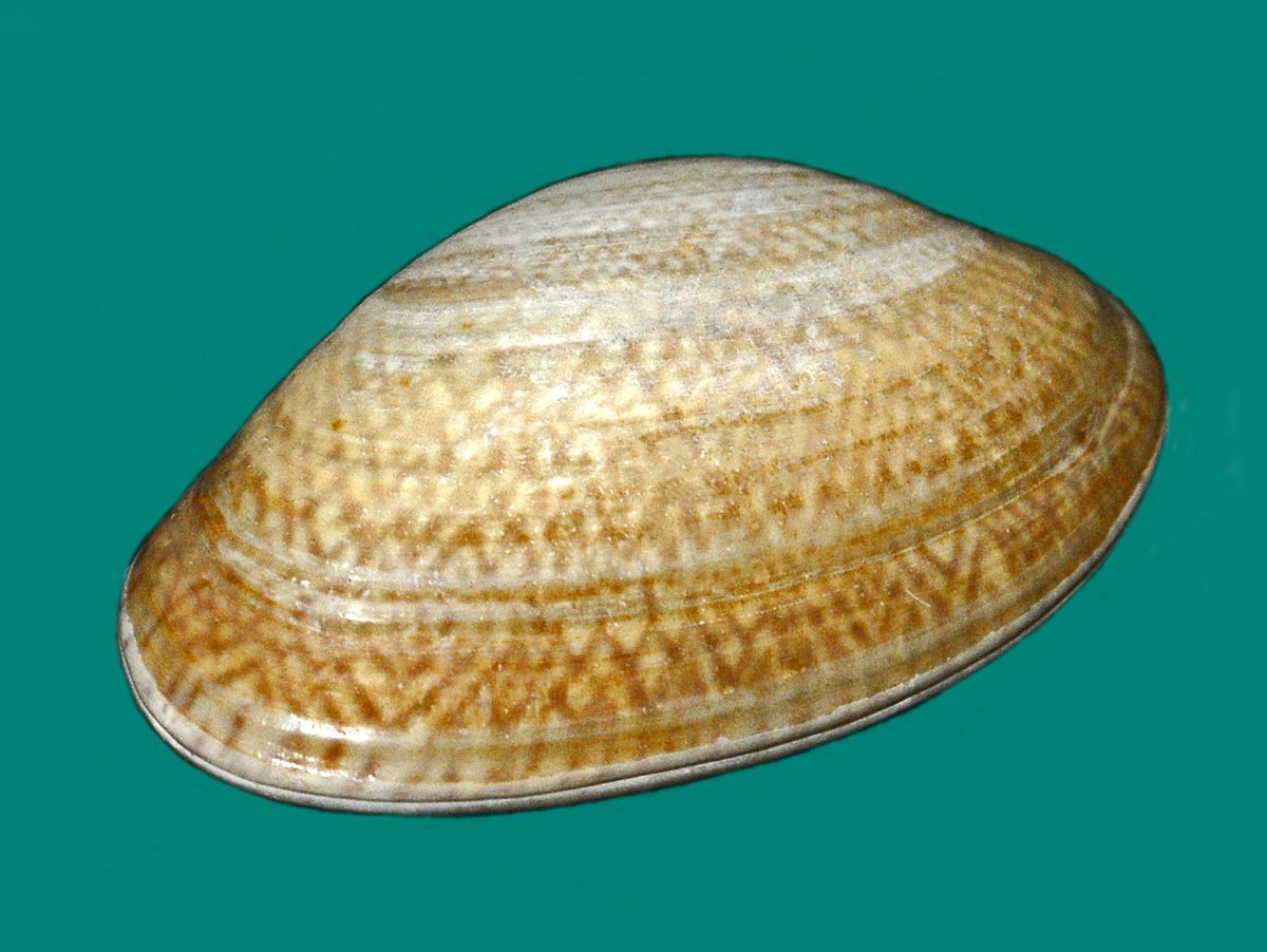 Sò lụa tươi ngon