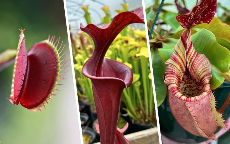 Top 8 Most Terrifying Carnivorous Plants in the World - Mytour.vn