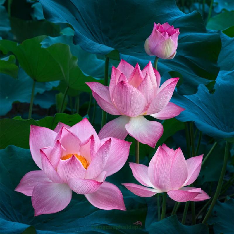 Top 12 Most Popular Flowers Loved in Vietnam - Mytour.vn