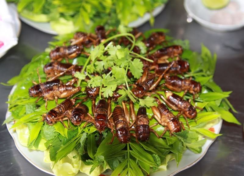 Top 13 Most Unusual Insect Dishes in Vietnam - Mytour.vn