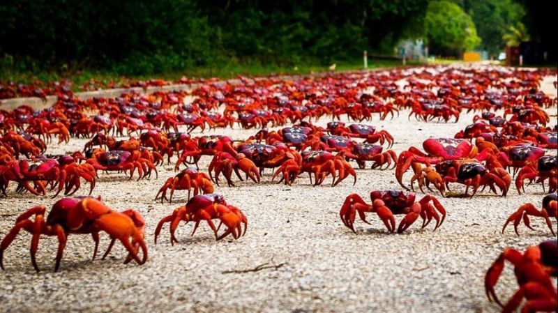 Top 14 Largest Animal Swarms in the World - Mytour.vn