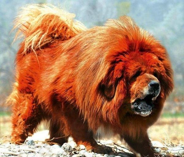 Top 7 Strongest Fighting Dog Breeds in the World - Mytour.vn