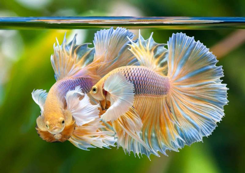 Top 10 Most Expensive Aquarium Fish in the World - Mytour.vn
