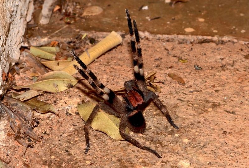 Top 10 most dangerous spiders in the world you may not know - Mytour.vn