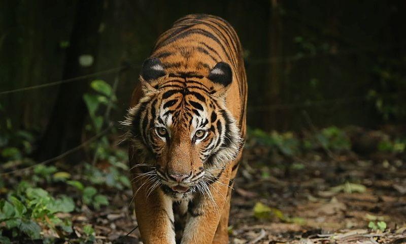 Top 12 Essential Facts You Should Know About the Malayan Tiger - Mytour.vn