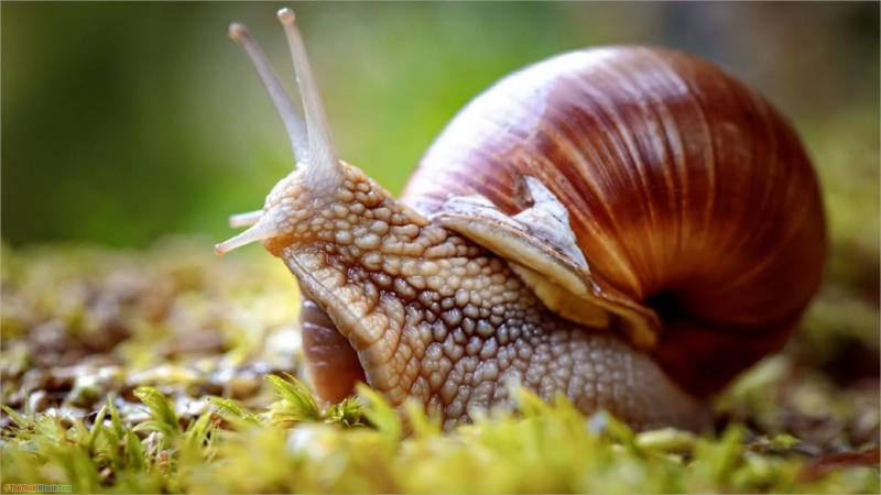 Top 14 Fascinating Facts About Snails - Mytour.vn