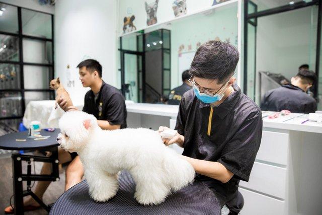 Top 5 Professional Pet Grooming Training Centers in Da Nang - Mytour.vn