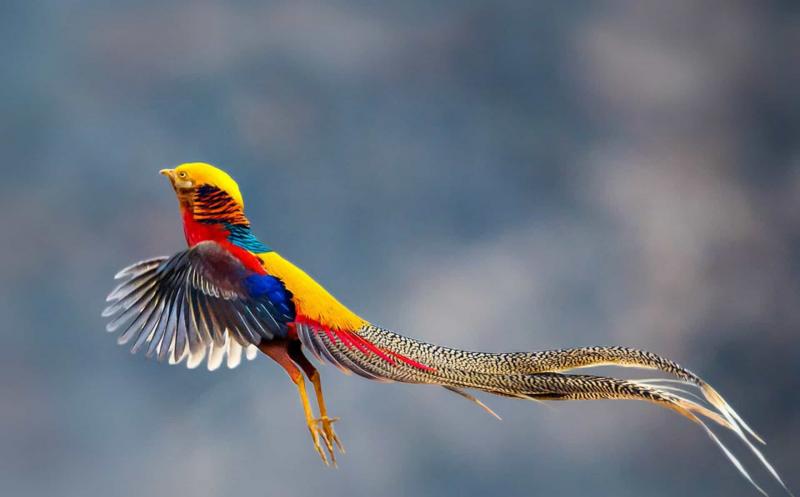 Top 10 Most Expensive Bird Species in the World - Mytour.vn
