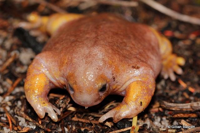 Top 10 Most Unusual Frogs Around the World - Mytour.vn