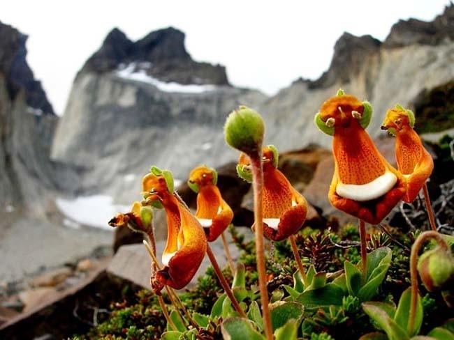 Top 18 Most Unusual Flowers in the World - Mytour.vn