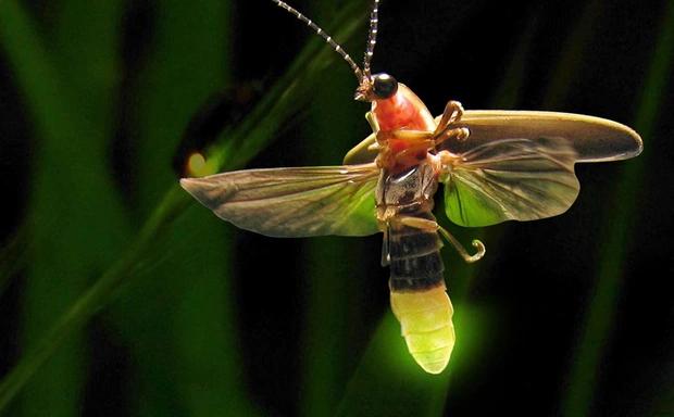 Top 10 Fascinating Facts About Fireflies - Mytour.vn