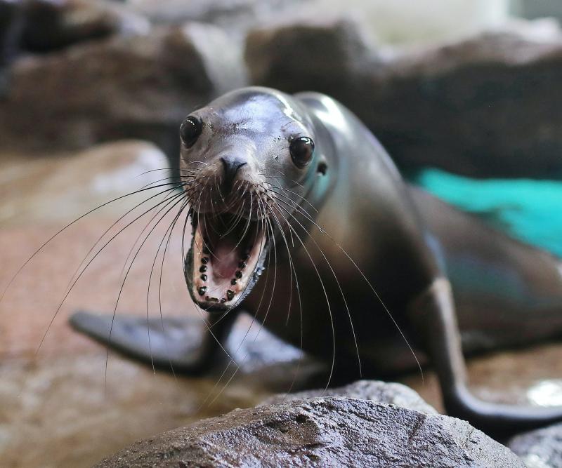 Top 15 Most Unique Animals with Facial Hair Around the World - Mytour.vn